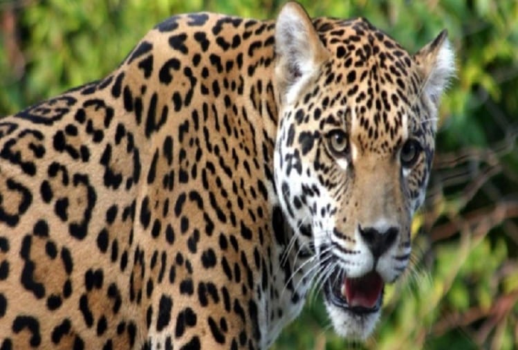 गुलदार की आबादी बढ़ने से गुलजार हुए जंंगल, माना जाता है धरती का सबसे ...