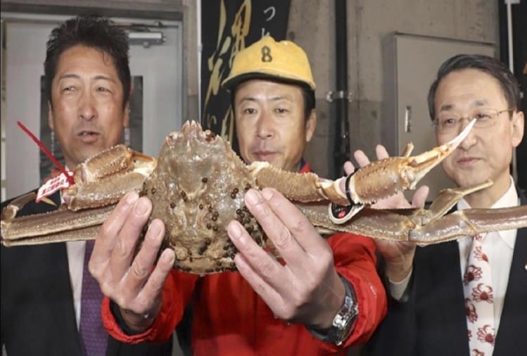 Worlds Most Expensive Crab Sold For A Record Breaking Price At Auction ...