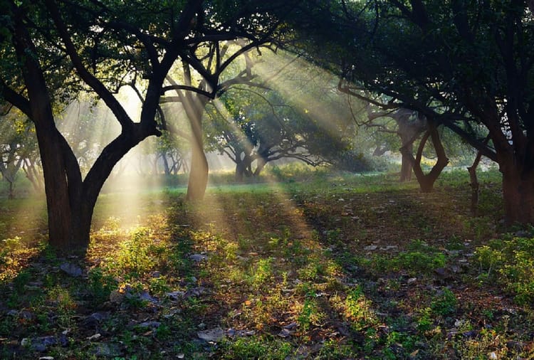 गोरखपुर:रजही कैंप क्षेत्र में विकसित होगा सिटी फॉरेस्ट पार्क, वन विभाग ...