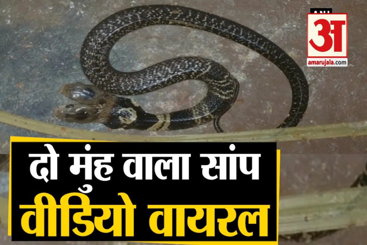 Two Headed Snake Found In West Bengal, Species Of Snake Is Identified ...