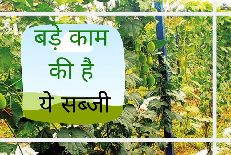 मोटापे की छुट्टी और कैंसर से बचाव करती है ये सस्ती सब्जी, शरीर को बनाती ...