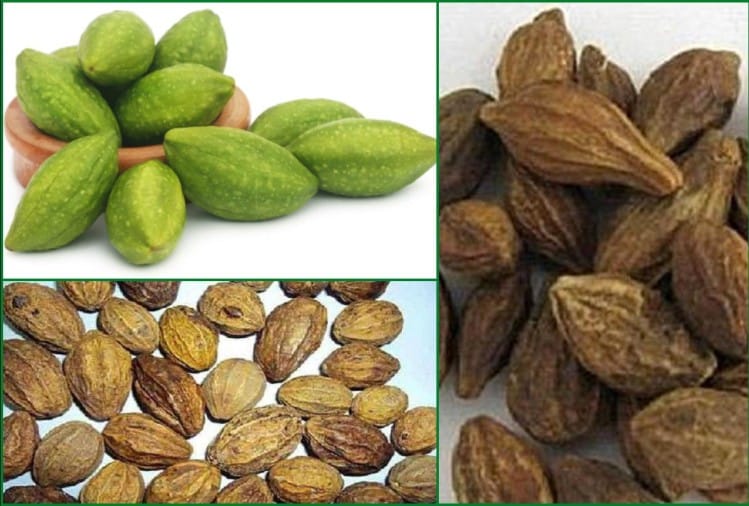 पाचन शक्ति से लेकर बवासीर तक इन बीमारियों से छुटकारा दिलाता है हरड़ ...