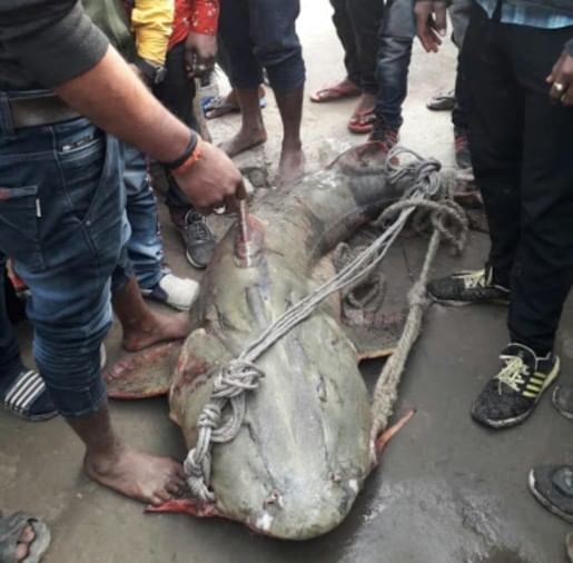 Hunna Fish Sound Gorakhpur - Gorakhpur News - गोरखपुर में 87 किलो की ...