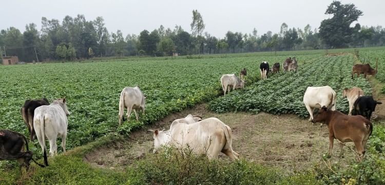 गोशाला न होने से फसलों को नुकसान पहुंचा रहे छुट्टा पशु - Animals ...