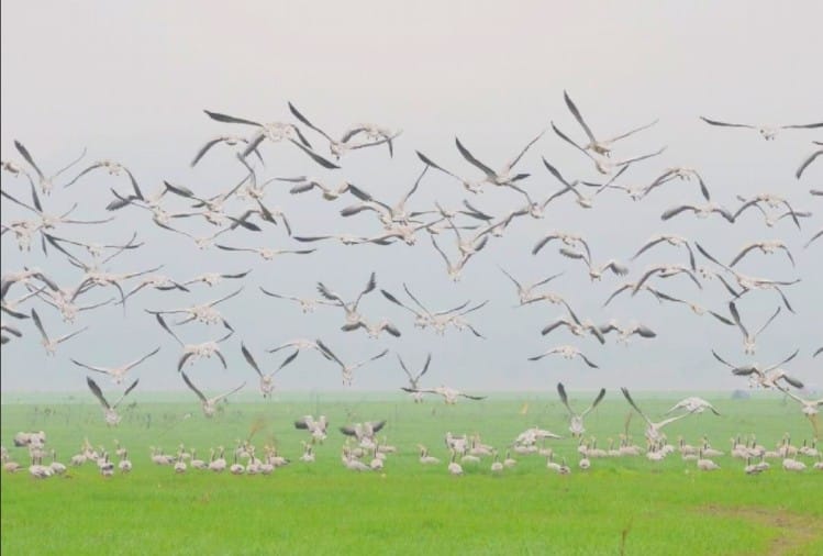Pong Gulzar From Migratory Birds, For The First Time Two Birds Of Rare ...