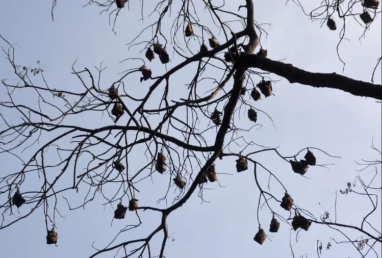 भारत में एक ऐसा गांव, जहां चमगादड़ों की होती है पूजा, माना जाता है शुभ ...