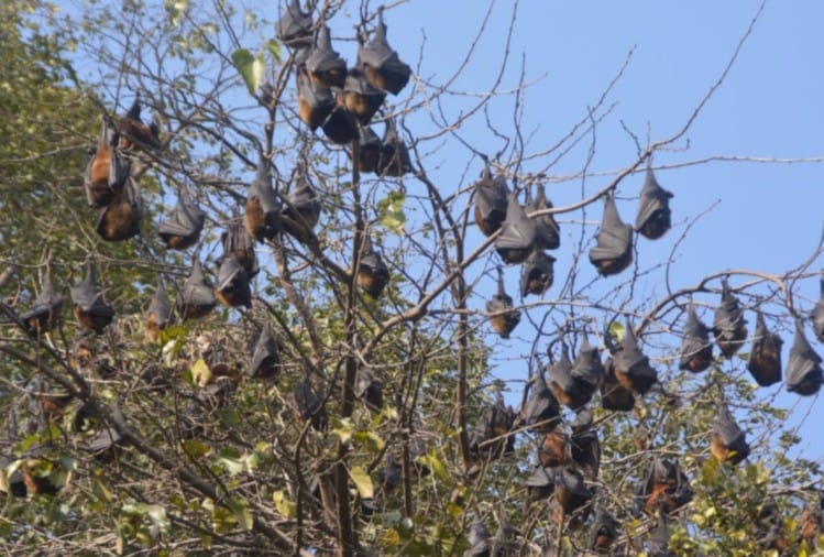 भारत में एक ऐसा गांव, जहां चमगादड़ों की होती है पूजा, माना जाता है शुभ ...