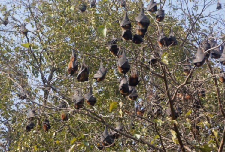 भारत में एक ऐसा गांव, जहां चमगादड़ों की होती है पूजा, माना जाता है शुभ ...