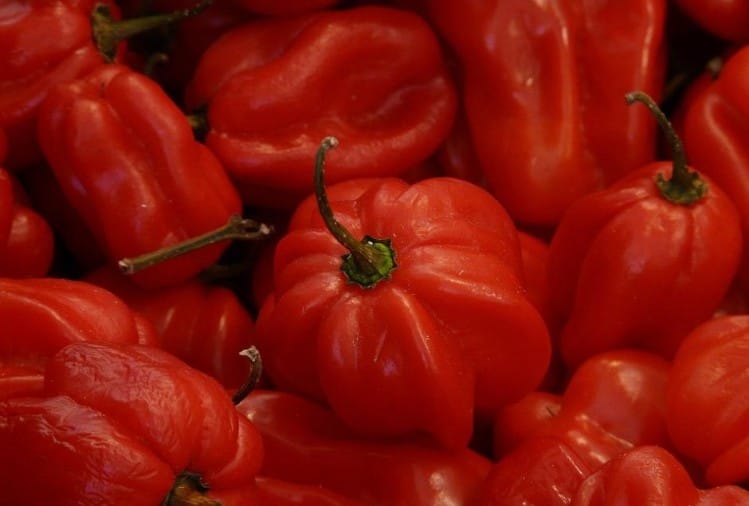 अमेरिका ही नहीं शिमला मिर्च भी खोज कर लाए थे कोलंबस, जानिए भारत कैसे ...