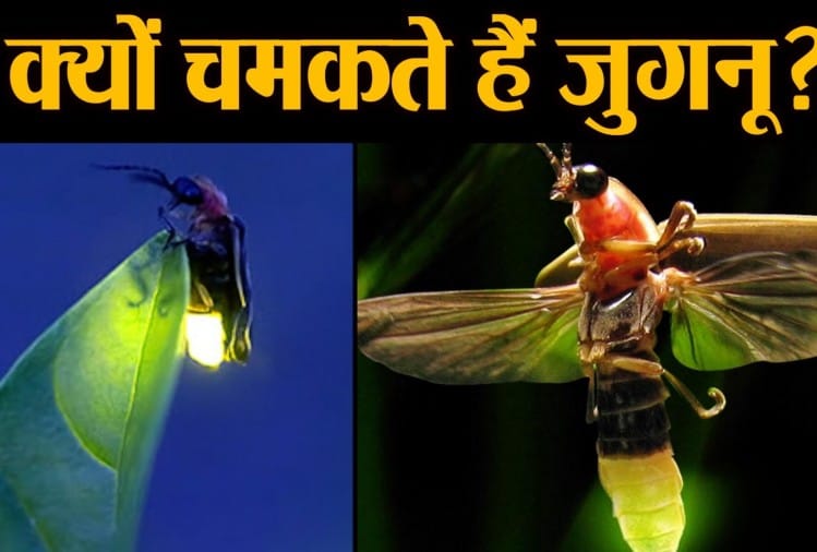 क्यों चमकते हैं जुगनू और कौन है जानवरों का सबसे अच्छा पिता - Unknown ...