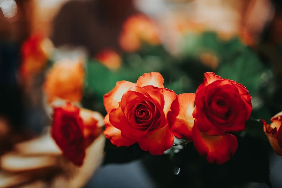 Romantic Sher Of Top 10 Shayar - Amar Ujala Kavya - 10 बड़े शायरों के ...