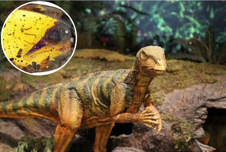 Worlds Smallest Dinosaur Fossil Found In 990 Lakh Year Old Amber In ...