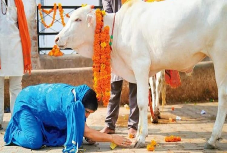 Know Importance And Significance Of Cow In Hindu Religion Astrology For ...