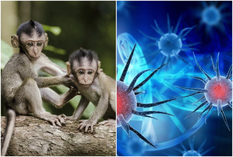 What Is Monkey Fever:कोरोना संक्रमण के बीच सामने आई ये नई मुसीबत, लक्षण ...