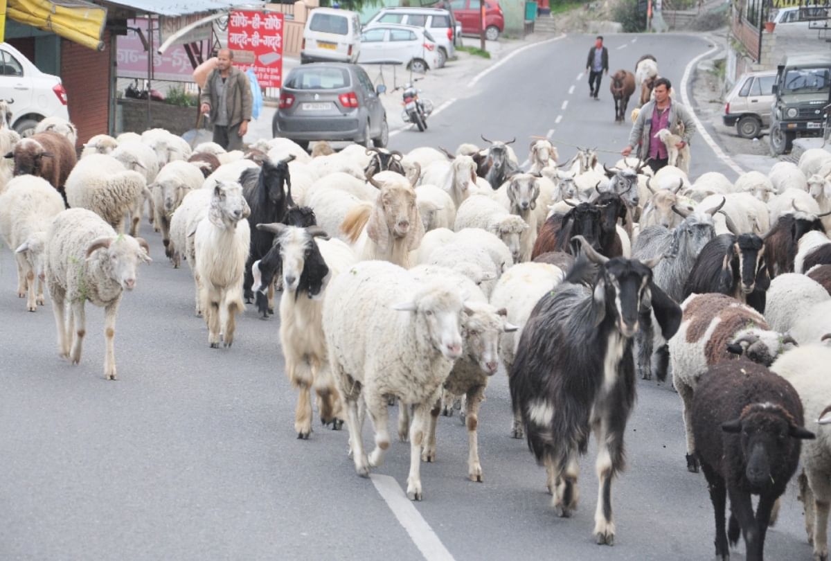 Up :इटावा में प्रदेश का पहला भेड़-बकरी पालन प्रशिक्षण केंद्र, पशुधन ...