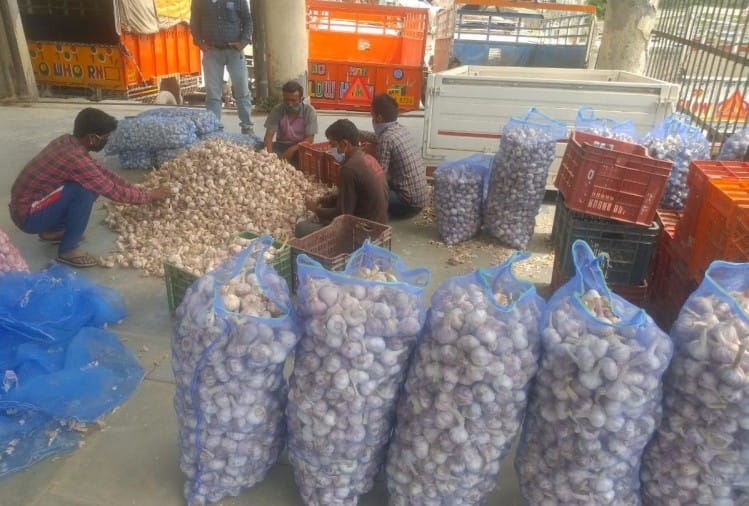 गिरिपार के लहसुन की खुशबू से महकीं ददाहू की सब्जी मंडियां - Garlic ...