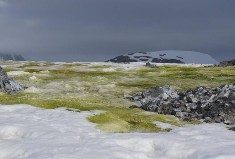 Antarctica Turning Green: Antarctica Snow Mountain Turn Green From ...