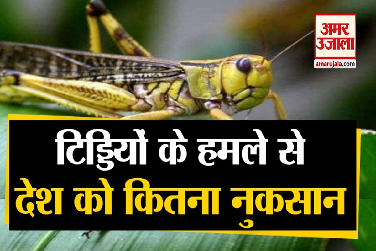 Locust Attack In India: What Is Tiddi Dal And How Much Locust Swarm Are ...