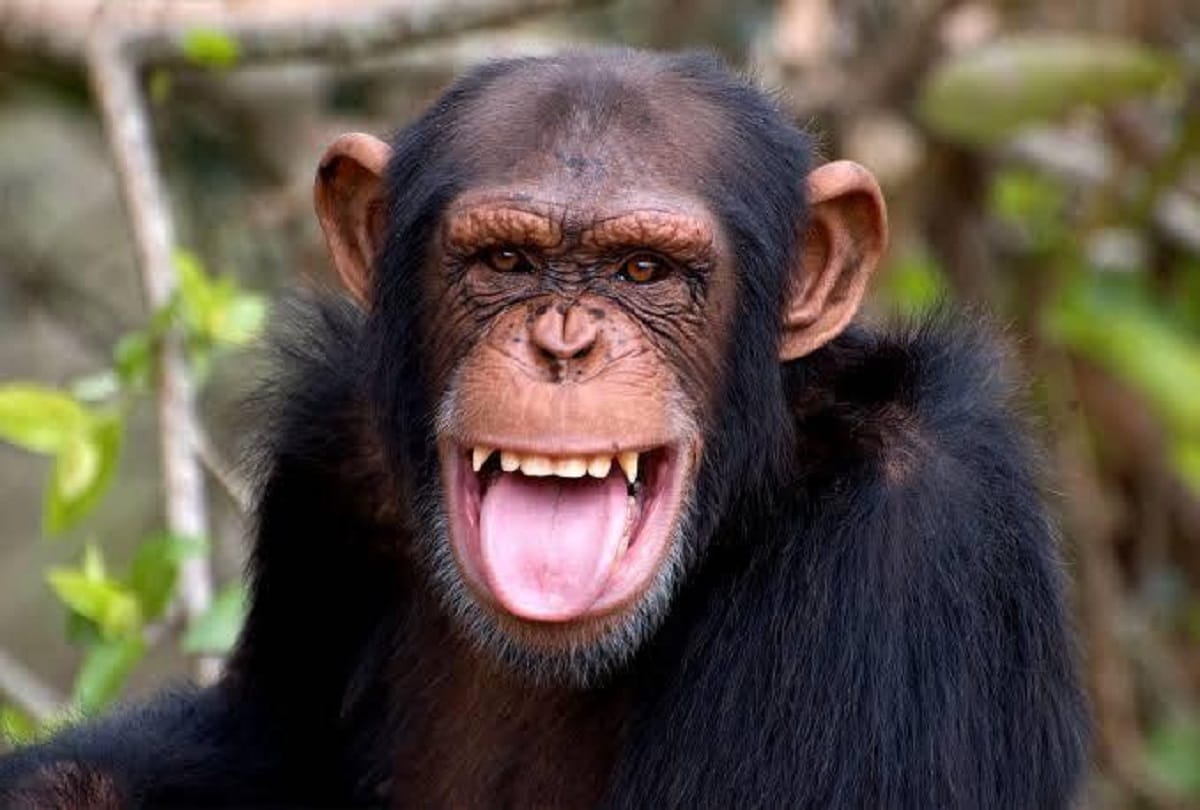 Chimpanzee On Verge Of Extinction Deforestation And Poaching Is Main ...