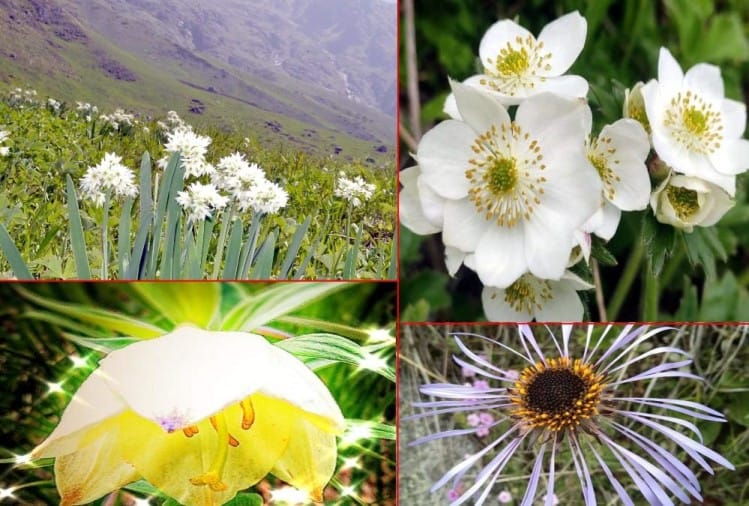 अब फूलों की घाटी का दीदार कर सकेंगे पर्यटक, जानिए इस खूबसूरत जगह के ...