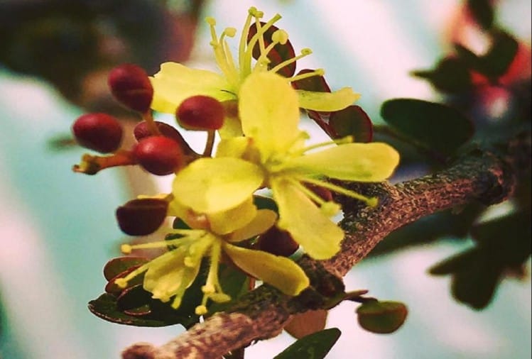 वो पेड़, जिसे काटने पर बहने लगता है इंसानों जैसा खून, लोग मानते हैं ...