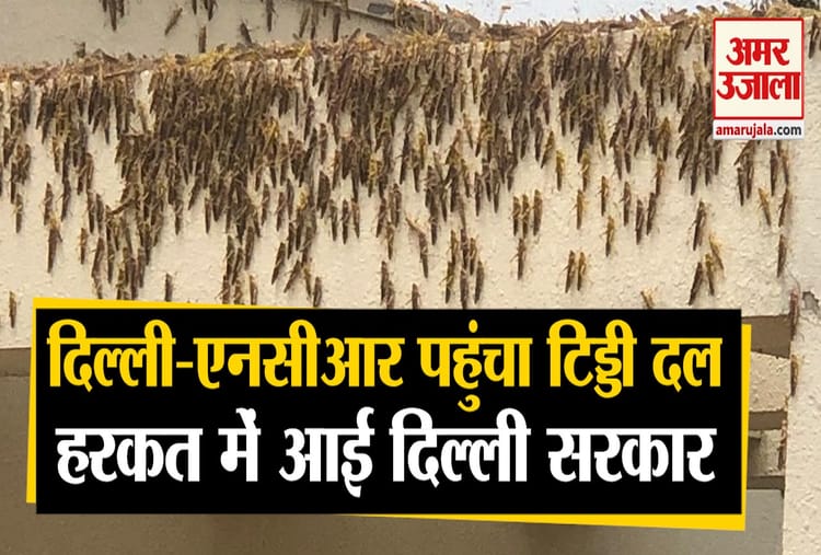 दिल्ली-एनसीआर तक पहुंचा टिड्डी दल, दिल्ली सरकार के मंत्री गोपाल राय ने ...