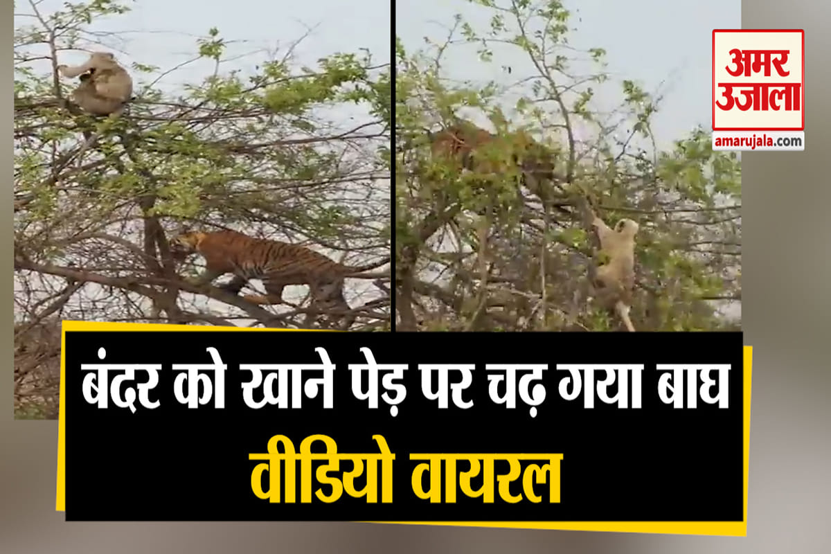 बंदर के शिकार के लिए पेड़ पर चढ़ा बाघ, देखिए, क्या हुआ उसके बाद - Tiger ...