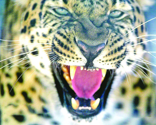 तेंदुए के आतंक से लग रहा ‘कर्फ्यू’ - People Scared Of Leopard Terror ...