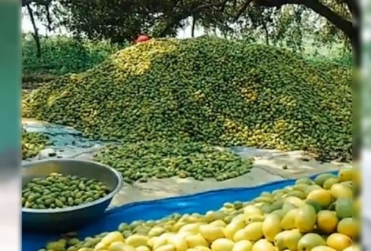 कोरोना ने फीका कर दिया रटौल का स्वाद, अंतरराष्ट्रीय स्तर पर है इस आम-ए ...