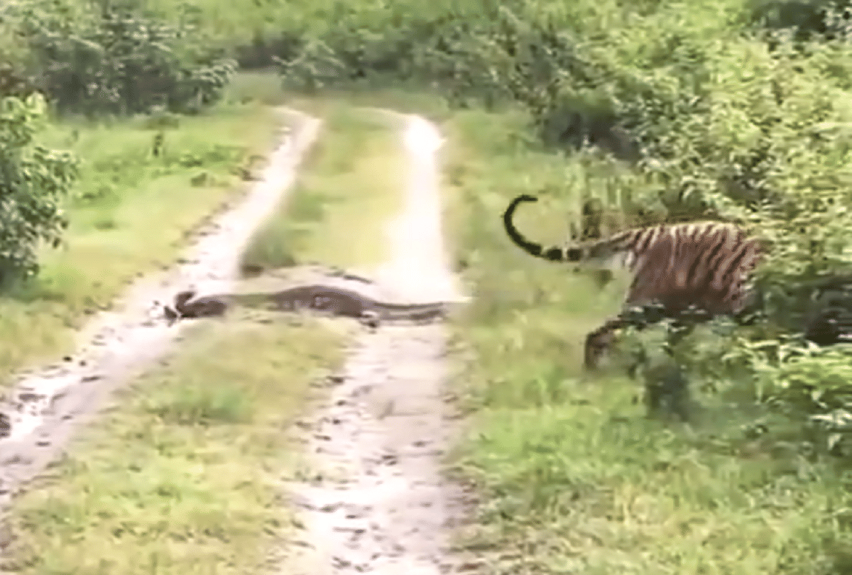 Tiger Leaves Way To Python Video Goes Viral On Social Media - Amar ...
