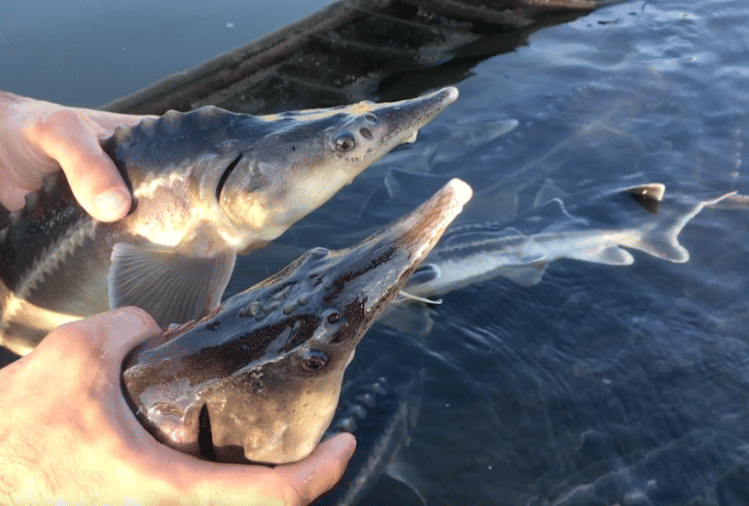Sturdlefish New Species Of Fish Created By Scientists Mistake - Amar ...