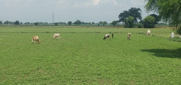Locks In Incomplete Cows, Anna Cattle Seen In The Fields - Jalaun News ...