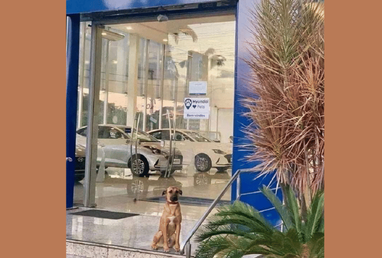 Hyundai Brazil में इम्पलॉई ऑफ द ईयर का खिताब मिला है एक कुत्ते को ...