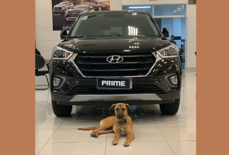 Hyundai Brazil में इम्पलॉई ऑफ द ईयर का खिताब मिला है एक कुत्ते को ...