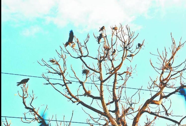 Birds Fly In No Flying Zone Air Force Complaint To Agra Dm - Amar Ujala ...