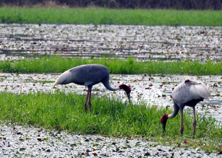 Up Tourism,up State Bird,crane Of Up,saras Pakshi - Agra News - सारस ...