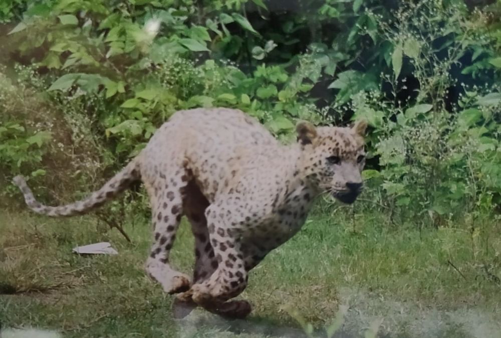 गुलदार की आबादी बढ़ने से गुलजार हुए जंंगल, माना जाता है धरती का सबसे ...