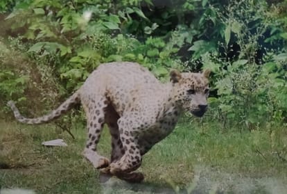 Guldar Leopard Increasing In India Wildlife Sanctuary India - Amar ...