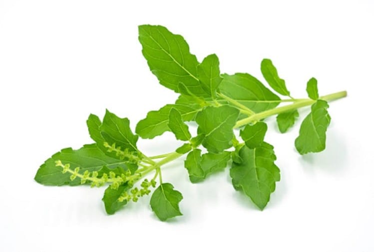 Measures Of Tulsi Patta For Happiness Prosperity And Wealth - Amar ...