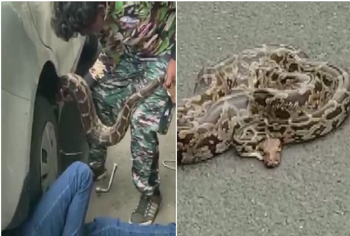Python At Eastern Express Way Mumbai, Eight Feet Long Python Was ...