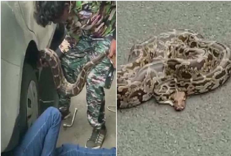 Python At Eastern Express Way Mumbai, Eight Feet Long Python Was ...
