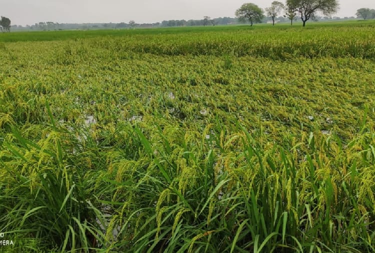यूपी कैबिनेट का फैसला :धान खरीद के लिए 3000 करोड़ की कैश क्रेडिट लिमिट को मंजूरी - Up Cabinet ...
