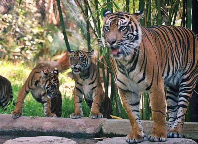 खतरे में वन्य जीव:छोटी-छोटी खाई कैसे रोक पाएंगी वन्य जीवों को - Wild ...