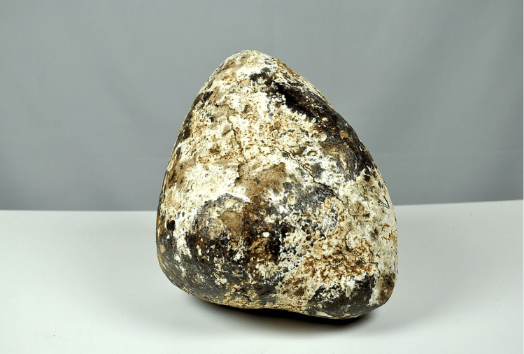 Know Interesting Facts About Ambergris Why Is Whale Vomit So Expensive ...