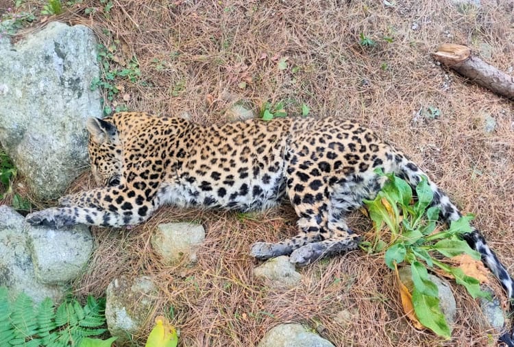 Chamba: Leopard Found Dead In Drain Near Fairground - Amar Ujala Hindi ...