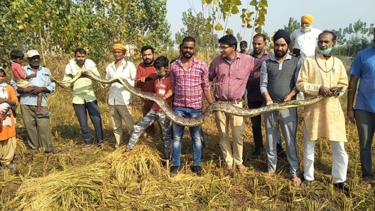 खेत में निकला 16 फीट लंबा अजगर, पीरूमदारा में फसल काटने के दौरान ...