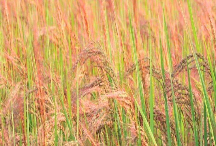 हिमाचल में फिर से लहलहाने लगी लाल चावल की फसल, जानें इसके औषधीय गुण ...