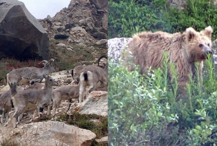 गंगोत्री नेशनल पार्क में दिखा दुर्लभ भूरा भालू व भरल-मृगों के झुंड ...