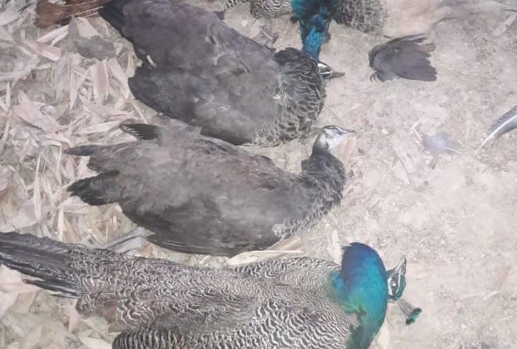 Eight Peacocks Dead Found Died Due To Cold Post Mortem Report Revealed ...