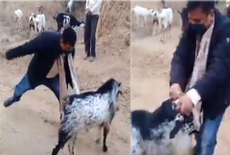 Dm Video With Goat Goes Viral On Social Media - Amar Ujala Hindi News ...